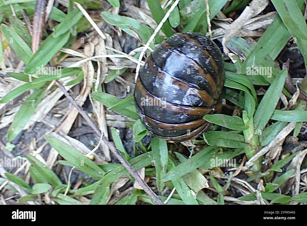 Cape Mountain Cockroach (Aptera fusca Stock Photo - Alamy
