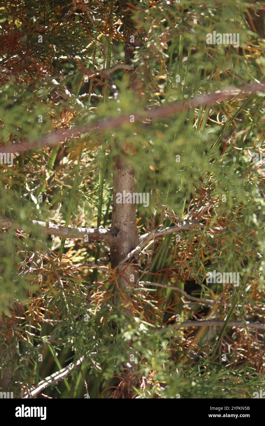 Tecate cypress (Hesperocyparis forbesii Stock Photo - Alamy