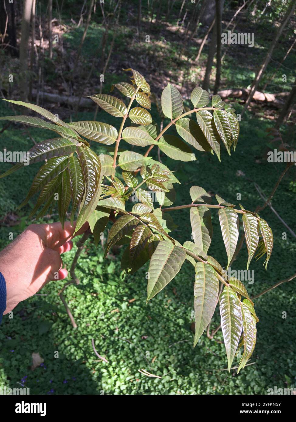 Tun tree (Toona sinensis Stock Photo - Alamy