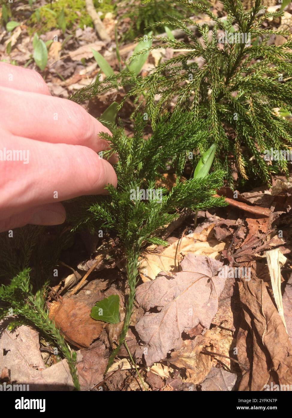 Hickey's tree-clubmoss (Dendrolycopodium hickeyi Stock Photo - Alamy