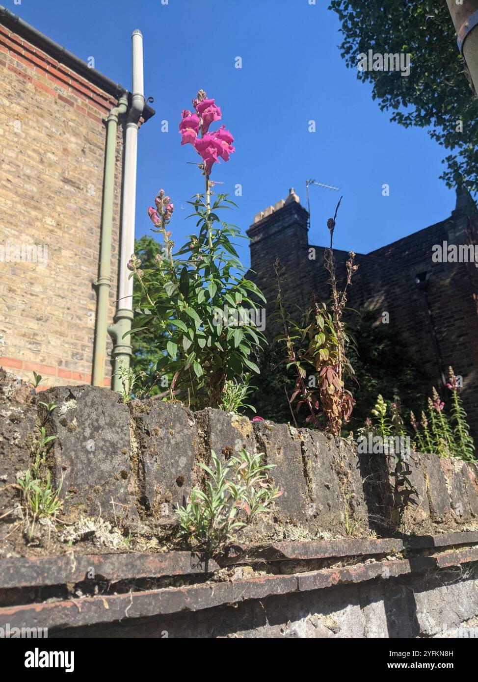 Snapdragon (Antirrhinum majus Stock Photo - Alamy