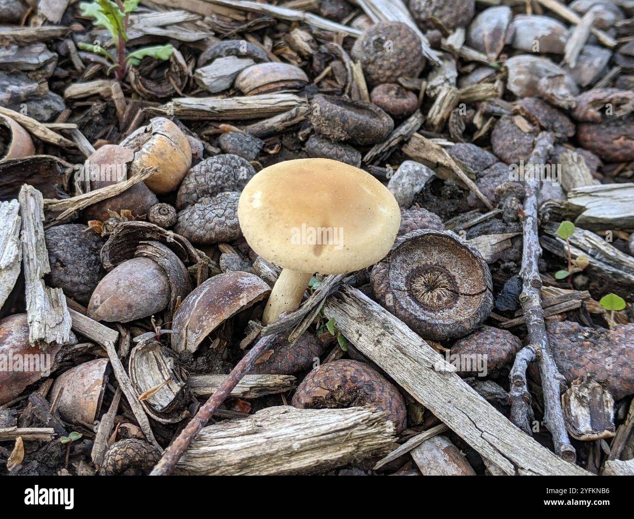 Spring Fieldcap (Agrocybe praecox Stock Photo - Alamy