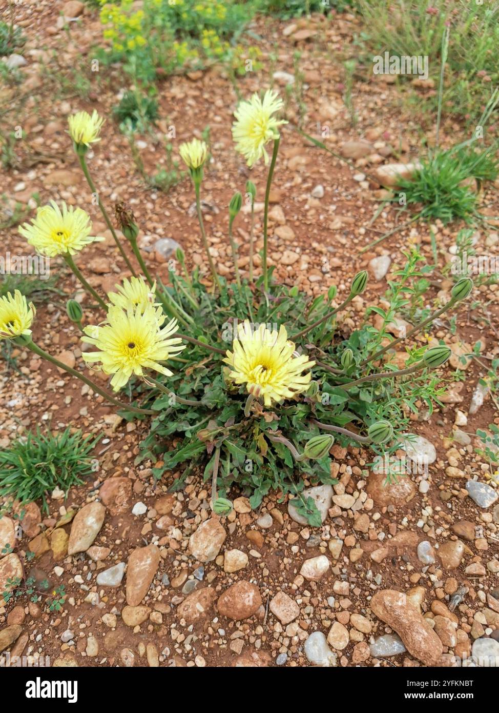 smooth golden fleece (Urospermum dalechampii Stock Photo - Alamy