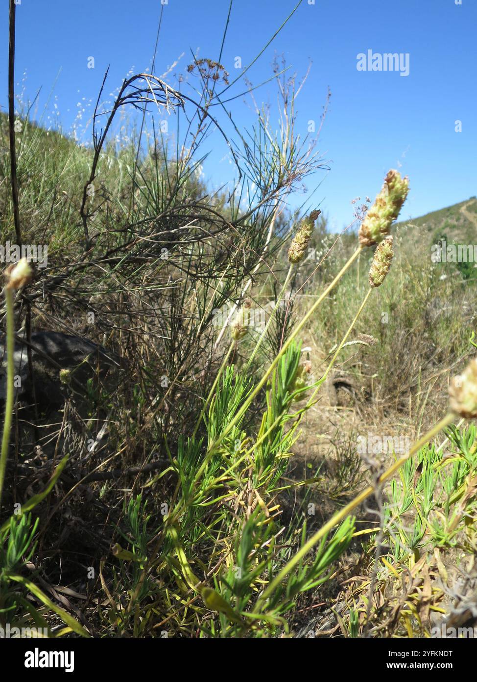 Lavandula viridis hi-res stock photography and images - Alamy