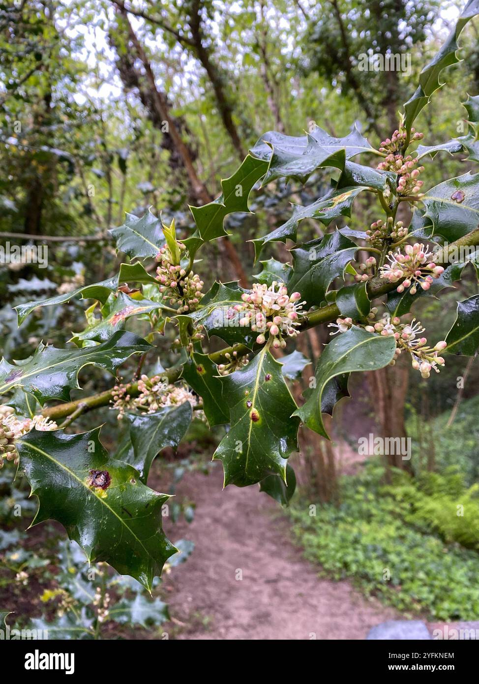 European holly (Ilex aquifolium Stock Photo - Alamy