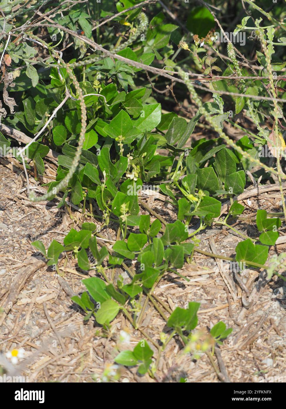 beach pea (Vigna marina Stock Photo - Alamy