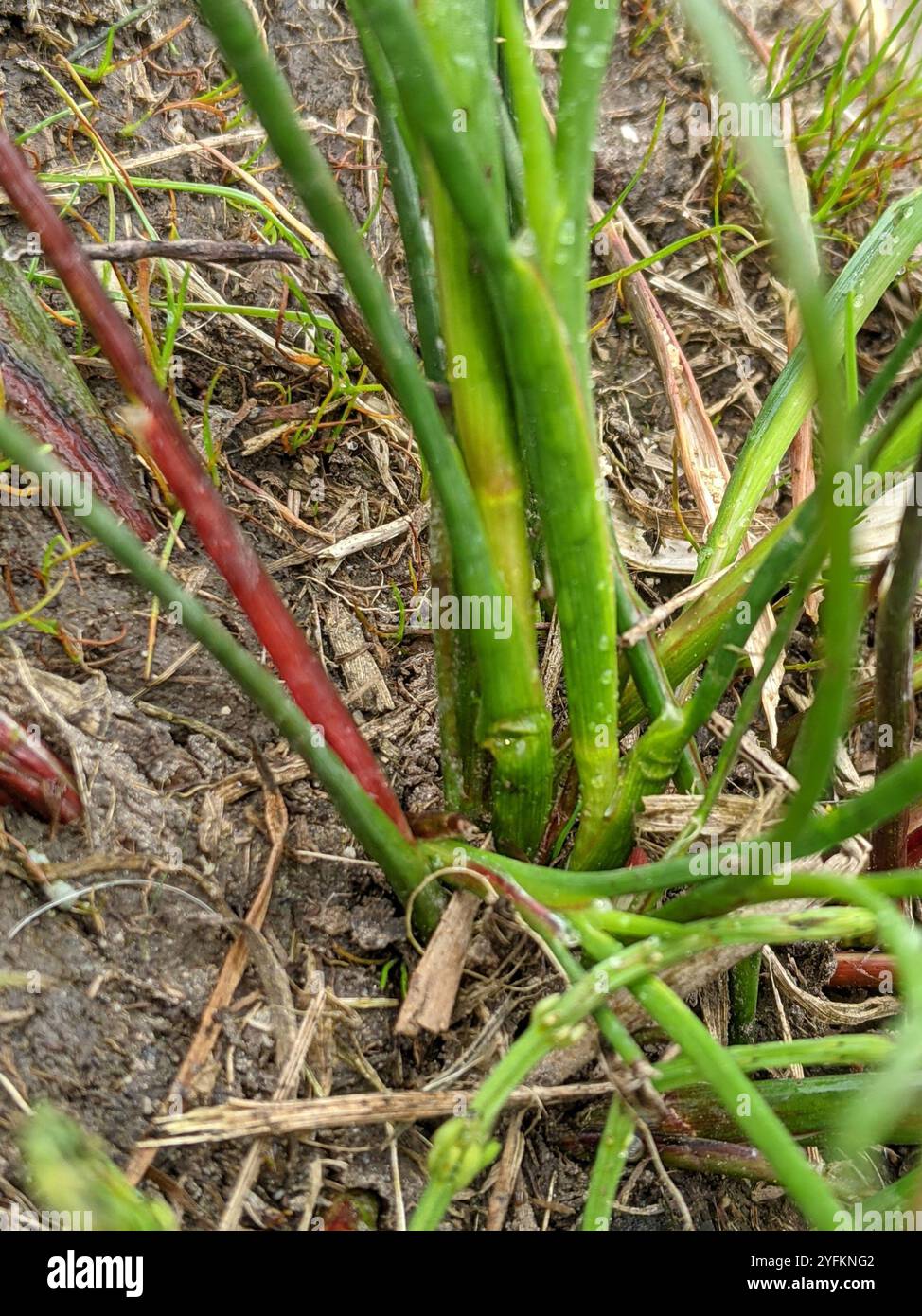 Jointed rush (Juncus articulatus Stock Photo - Alamy