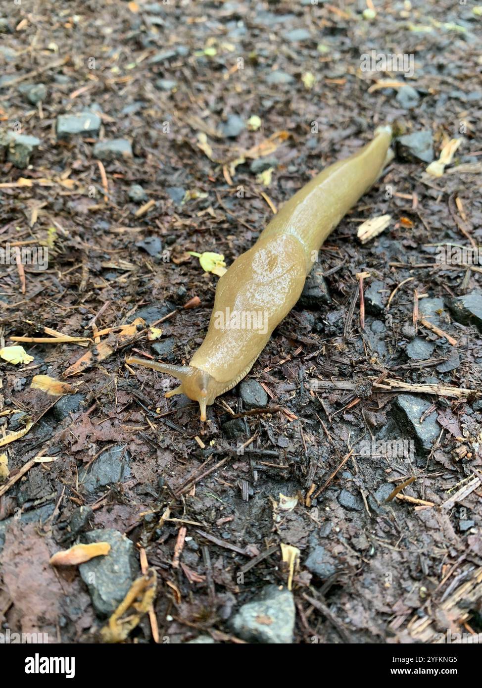 Pacific Banana Slug (Ariolimax columbianus Stock Photo - Alamy