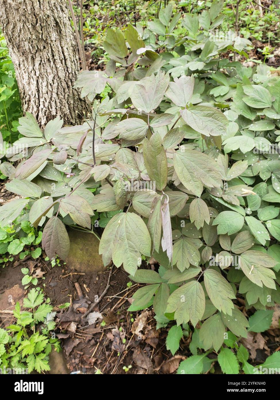 early blue cohosh (Caulophyllum giganteum Stock Photo - Alamy