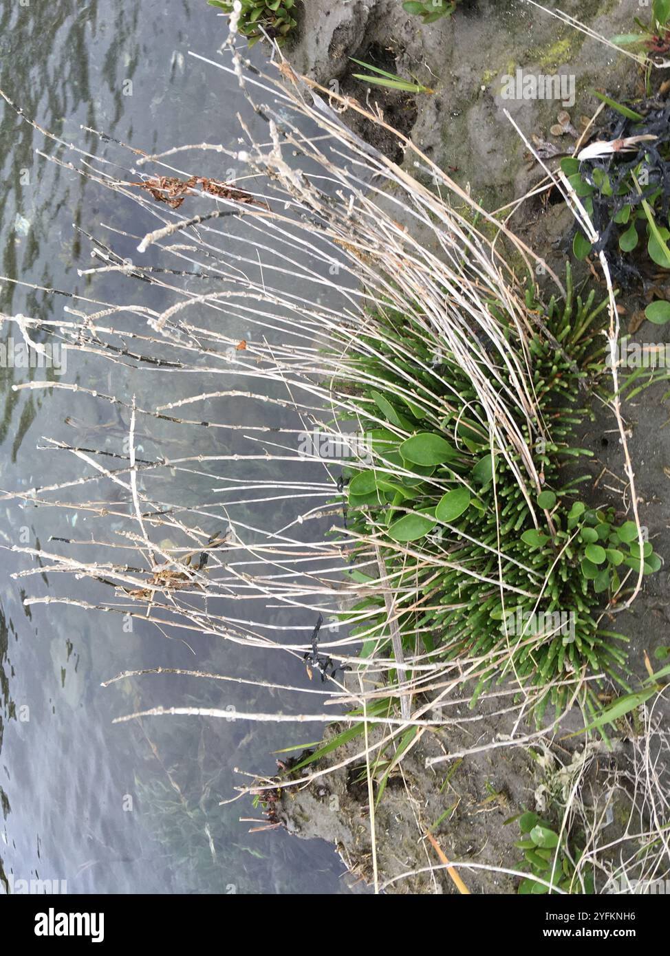 Virginia Glasswort (Salicornia depressa Stock Photo - Alamy