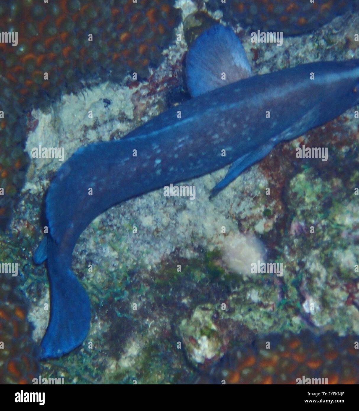 Greater Soapfish (Rypticus saponaceus Stock Photo - Alamy