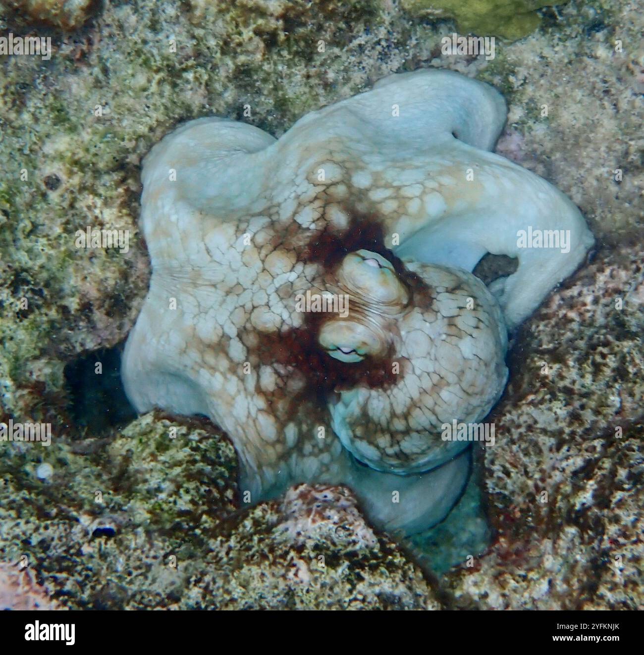 Brazilian Reef Octopus (Octopus insularis Stock Photo - Alamy