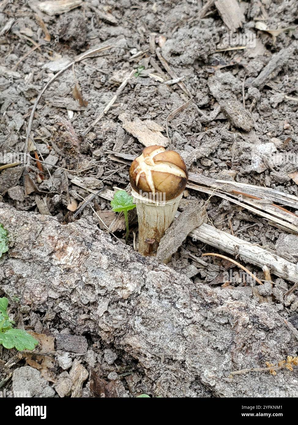 Spring Fieldcap (Agrocybe praecox Stock Photo - Alamy