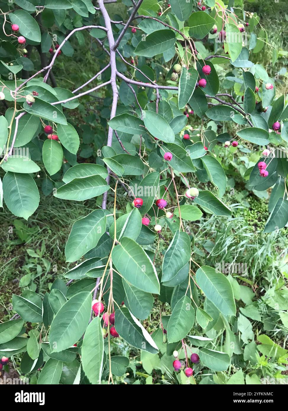 common serviceberry (Amelanchier arborea Stock Photo - Alamy