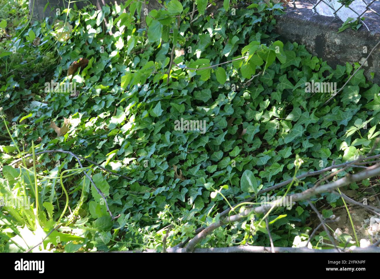 common ivy (Hedera helix Stock Photo - Alamy