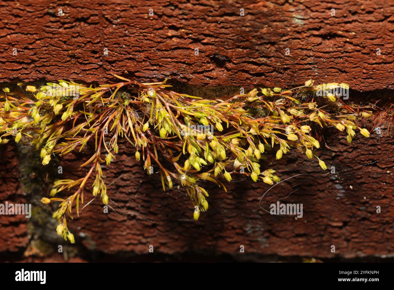 Procumbent Pearlwort (Sagina procumbens Stock Photo - Alamy