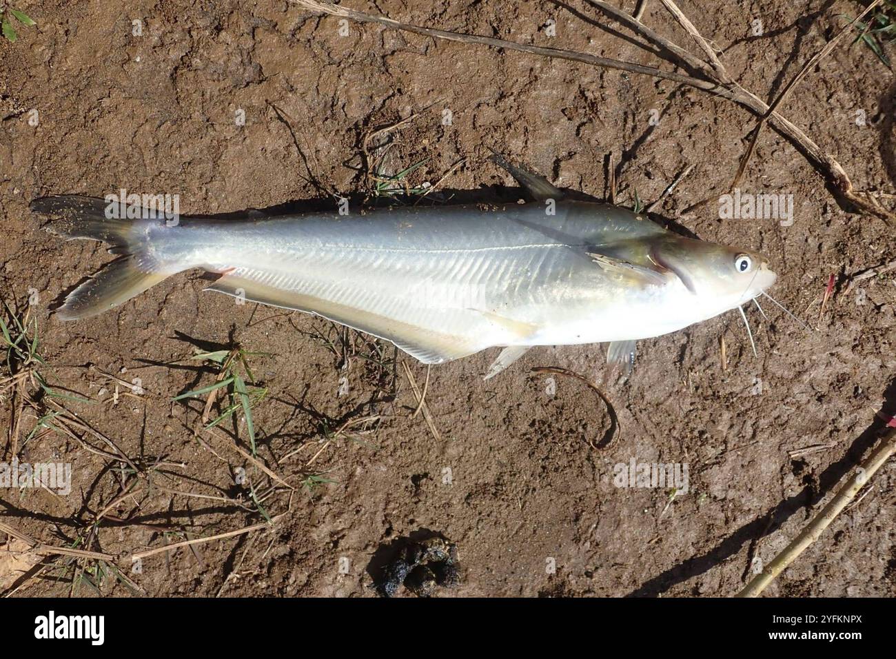 Silver butter catfish hi-res stock photography and images - Alamy