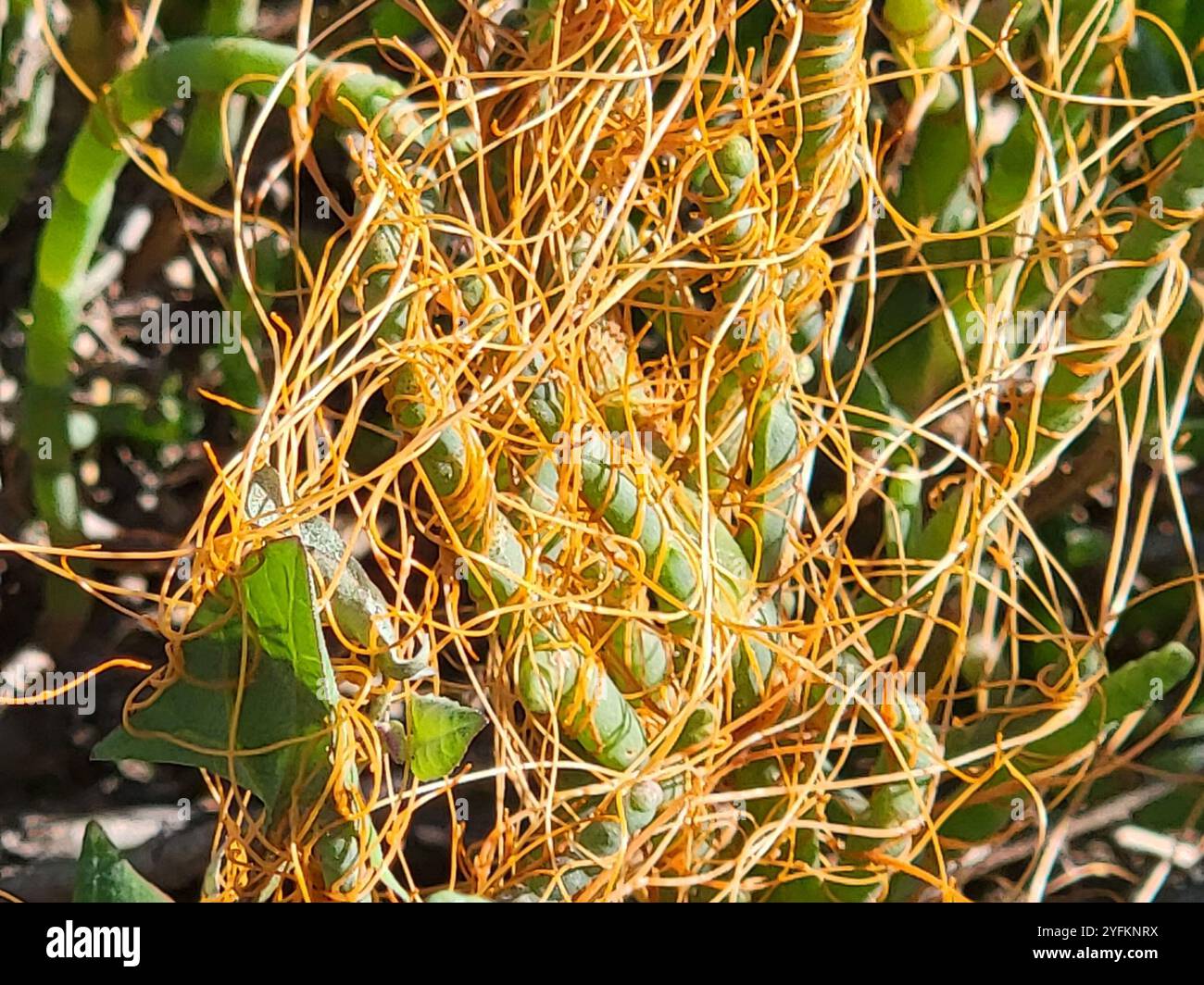 Goldenthread hi-res stock photography and images - Alamy