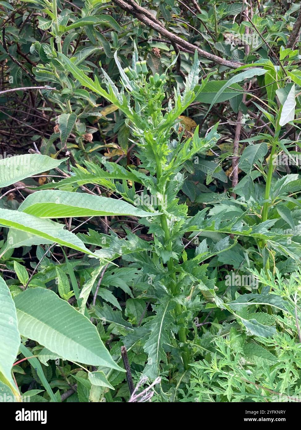 American burnweed (Erechtites hieraciifolius Stock Photo - Alamy
