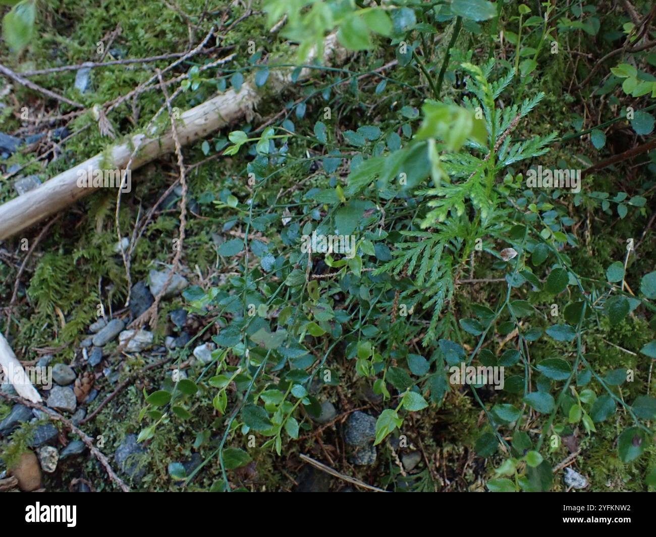Vaccinium parvifolium hi-res stock photography and images - Alamy