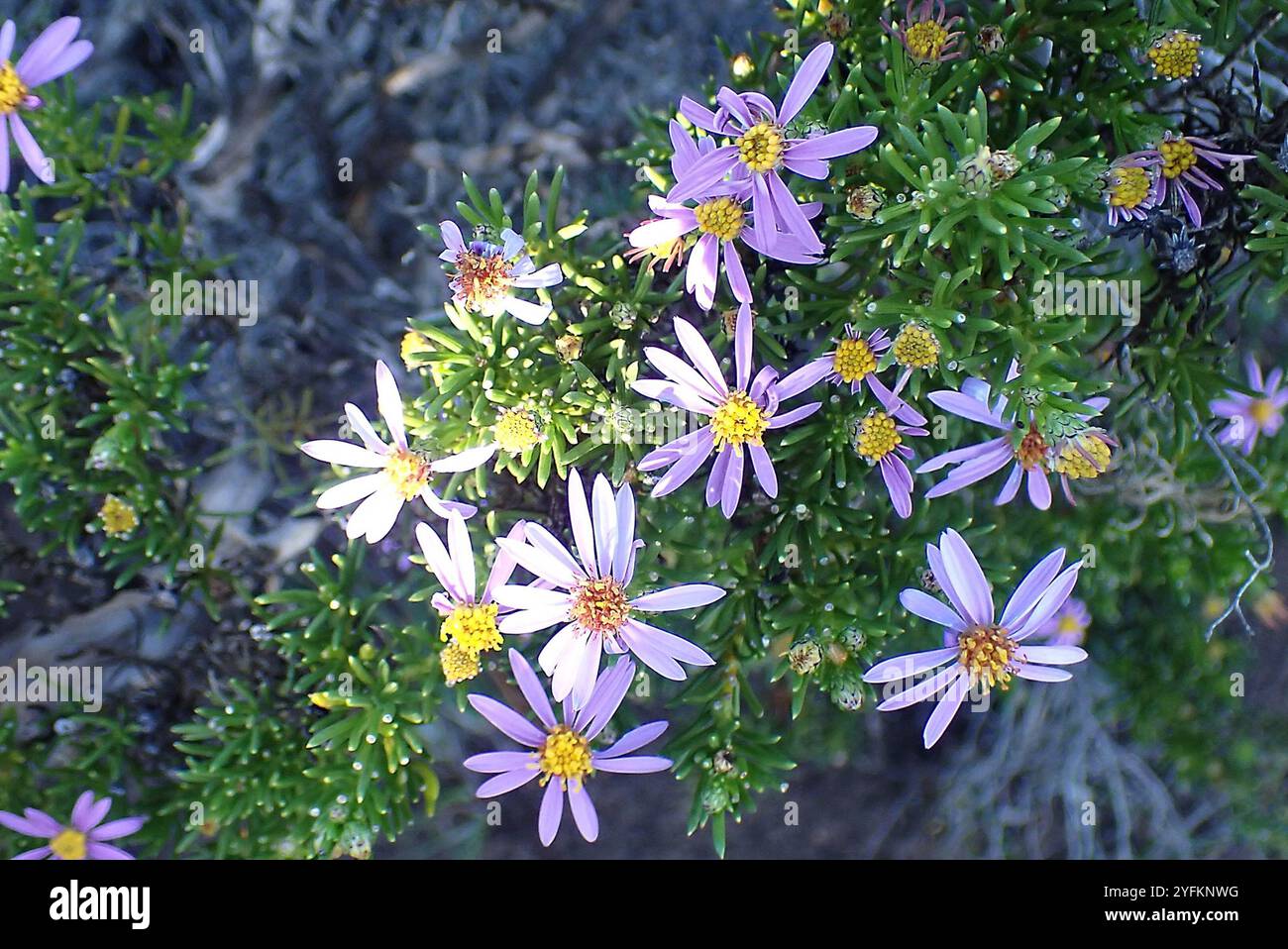 Fine Felicia (Felicia filifolia Stock Photo - Alamy