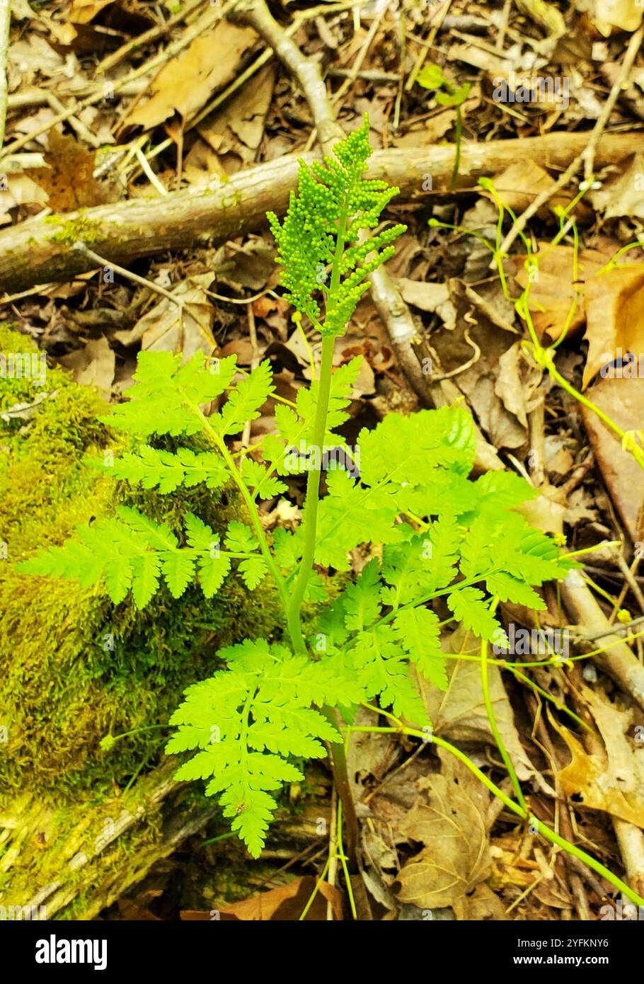 rattlesnake fern (Botrypus virginianus Stock Photo - Alamy