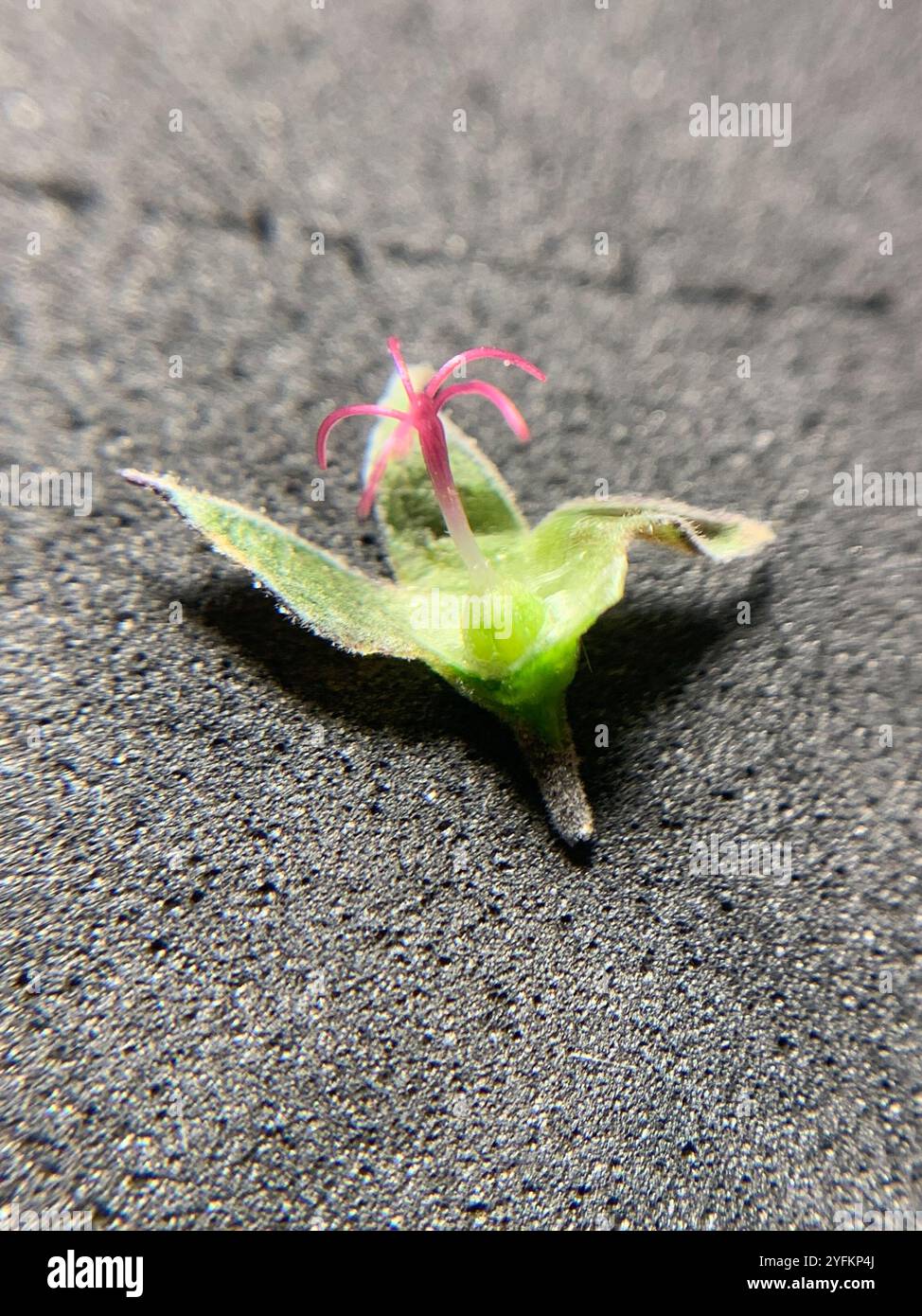 Rose Checkermallow (Sidalcea virgata Stock Photo - Alamy
