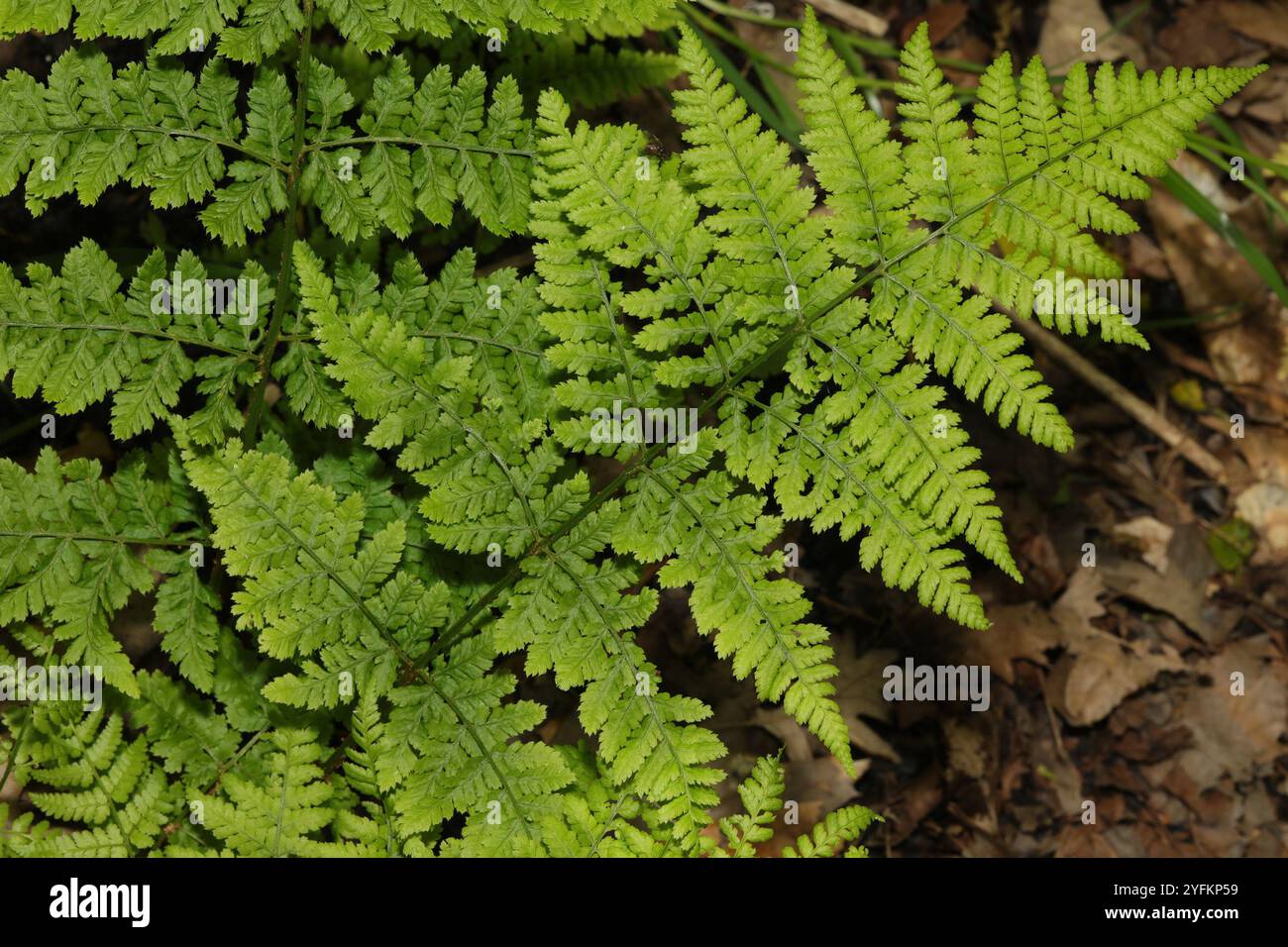 broad buckler-fern (Dryopteris dilatata Stock Photo - Alamy