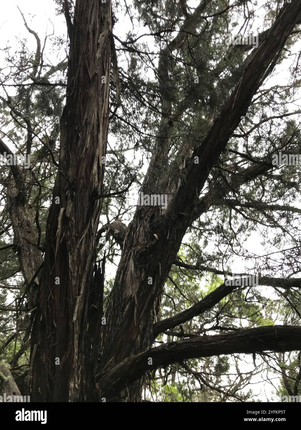Ashe juniper (Juniperus ashei Stock Photo - Alamy