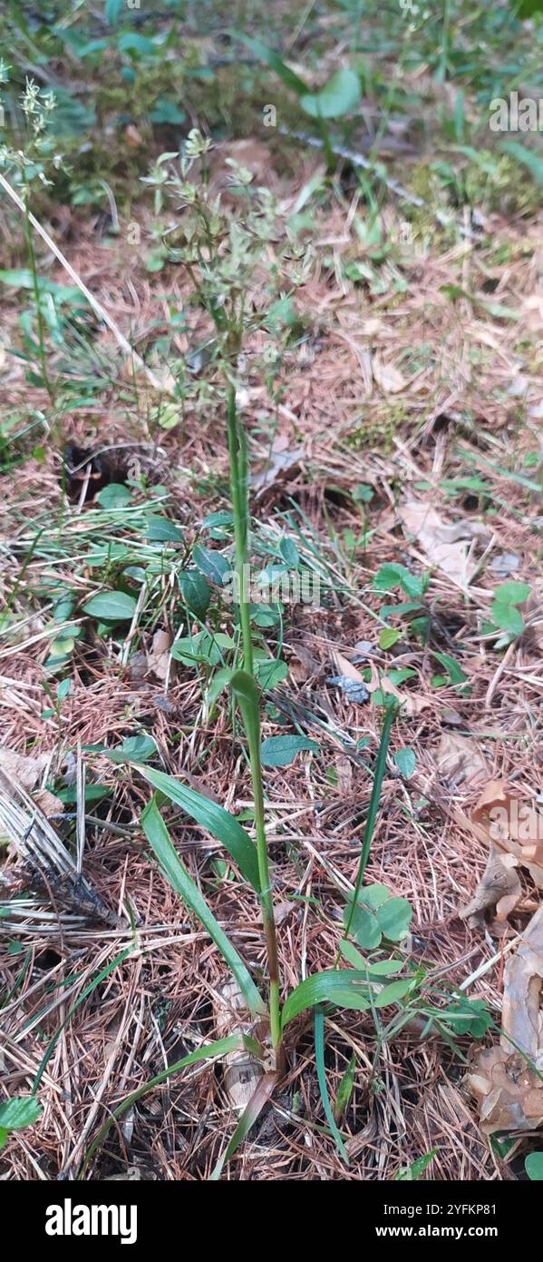 Hairy Woodrush (Luzula pilosa Stock Photo - Alamy