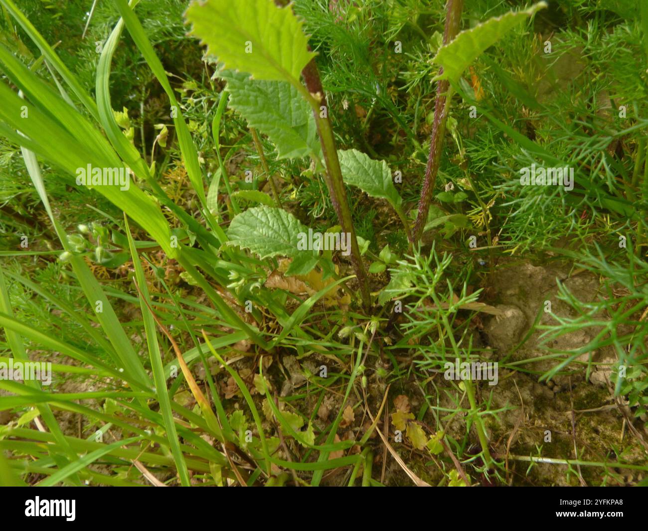 charlock (Mutarda arvensis Stock Photo - Alamy
