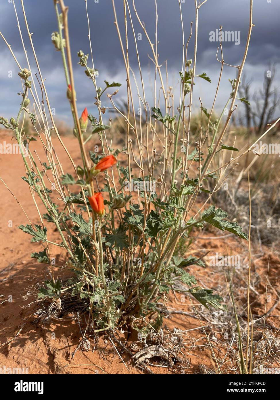 Gooseberryleaf Globemallow (Sphaeralcea grossulariifolia Stock Photo ...