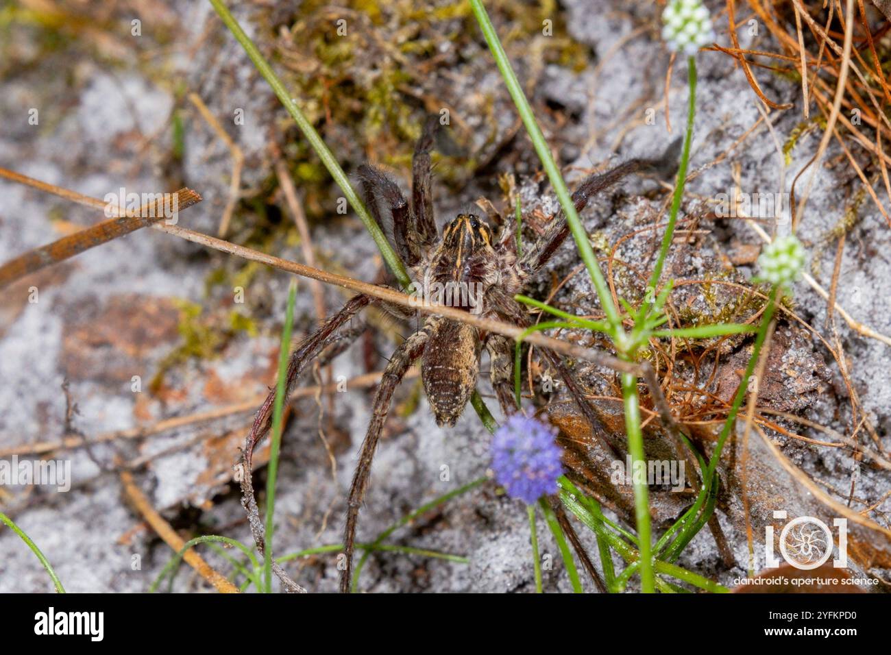 Funnel web wolf spiders hi-res stock photography and images - Alamy
