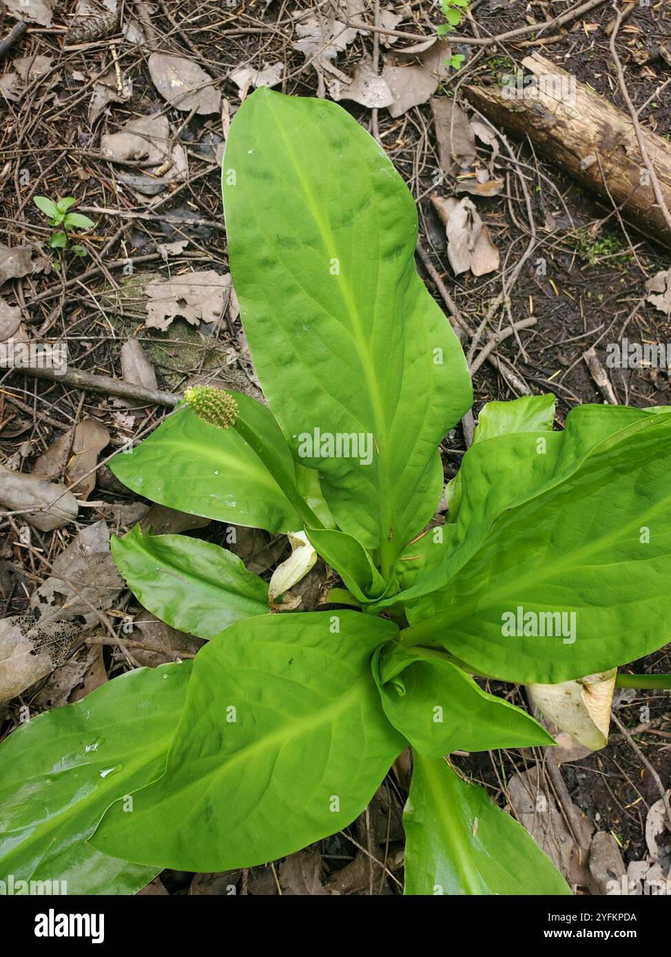western skunk cabbage (Lysichiton americanus Stock Photo - Alamy