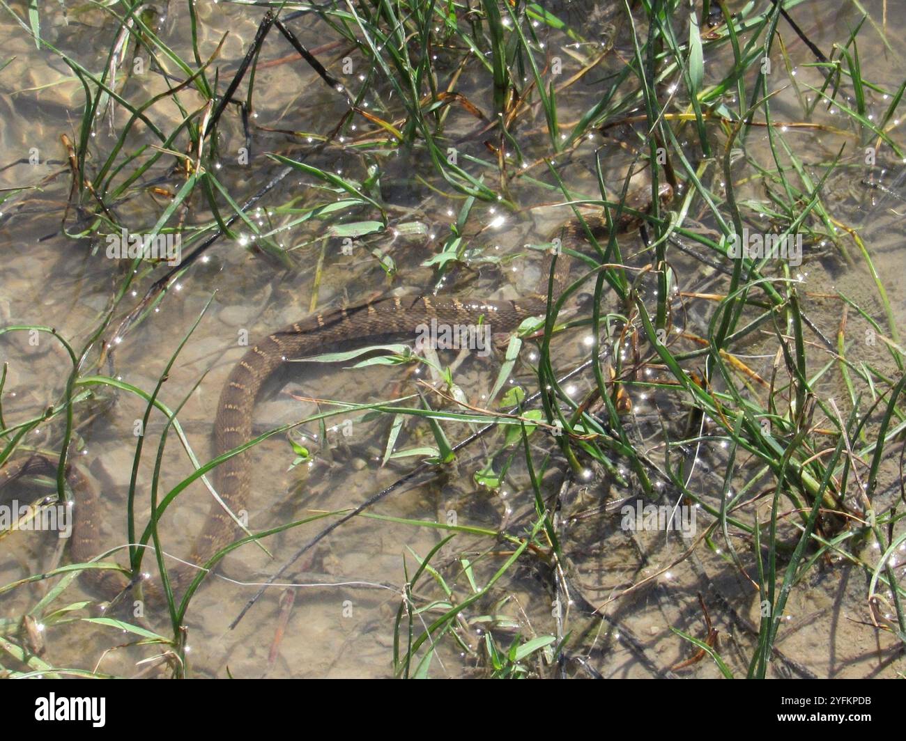 Plain-bellied Watersnake (Nerodia erythrogaster Stock Photo - Alamy