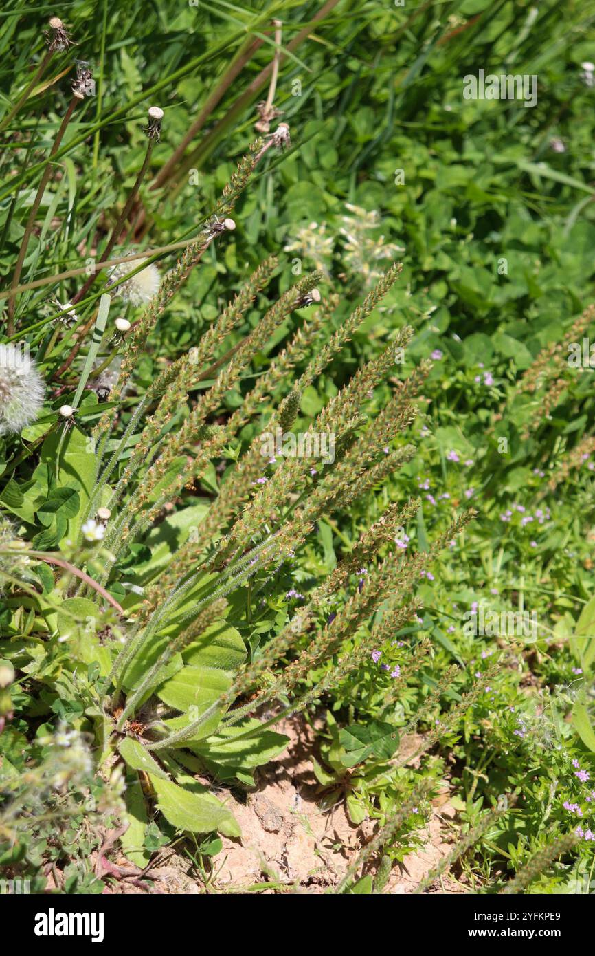 dwarf plantain (Plantago virginica Stock Photo - Alamy