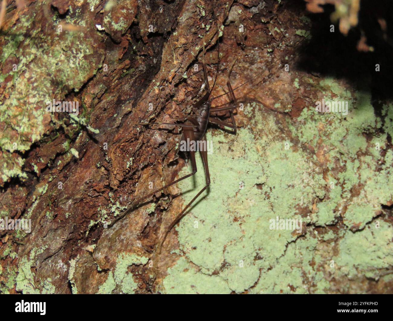 Square-legged Camel Cricket (Tropidischia xanthostoma Stock Photo - Alamy
