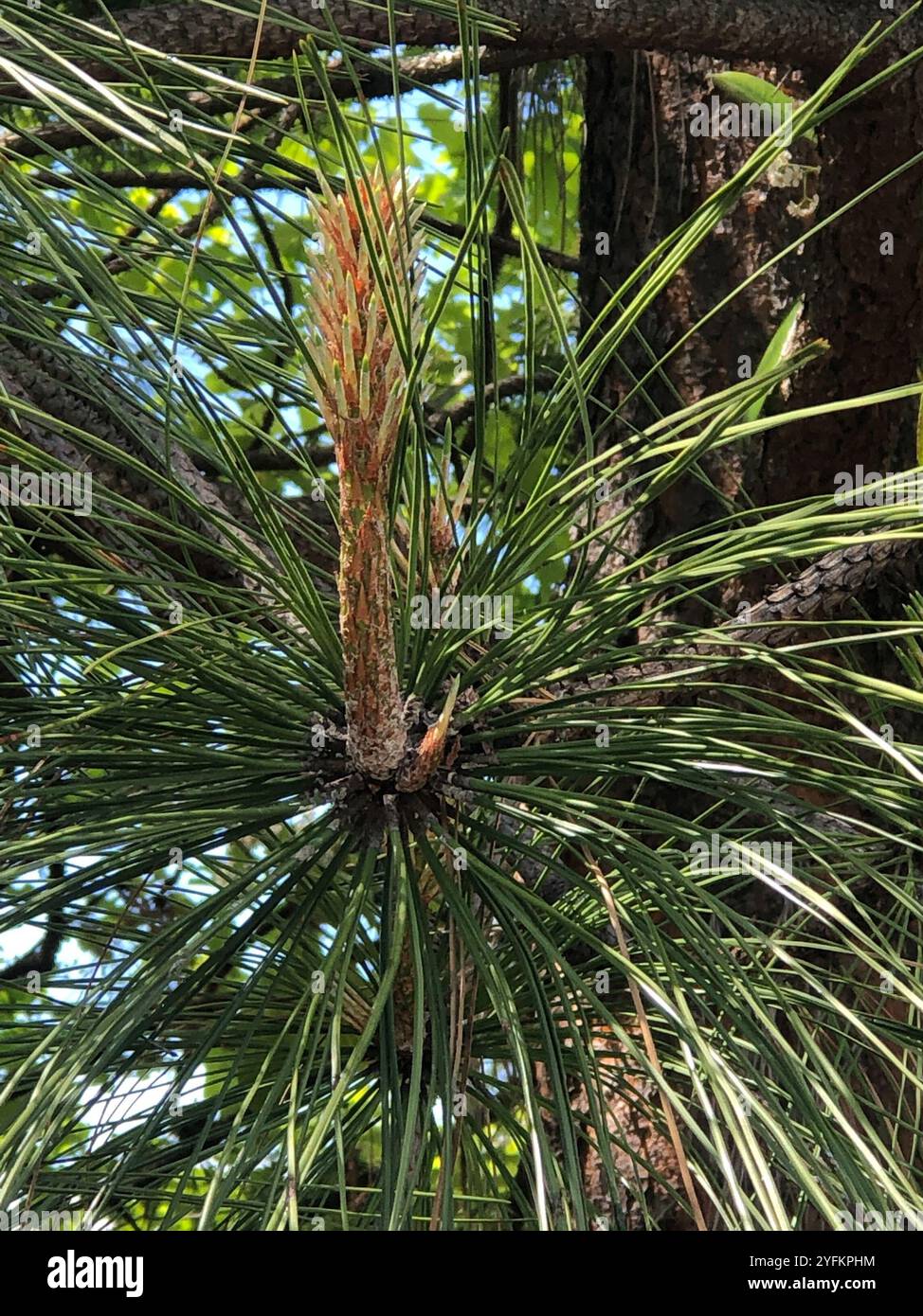 western white pine (Pinus monticola Stock Photo - Alamy