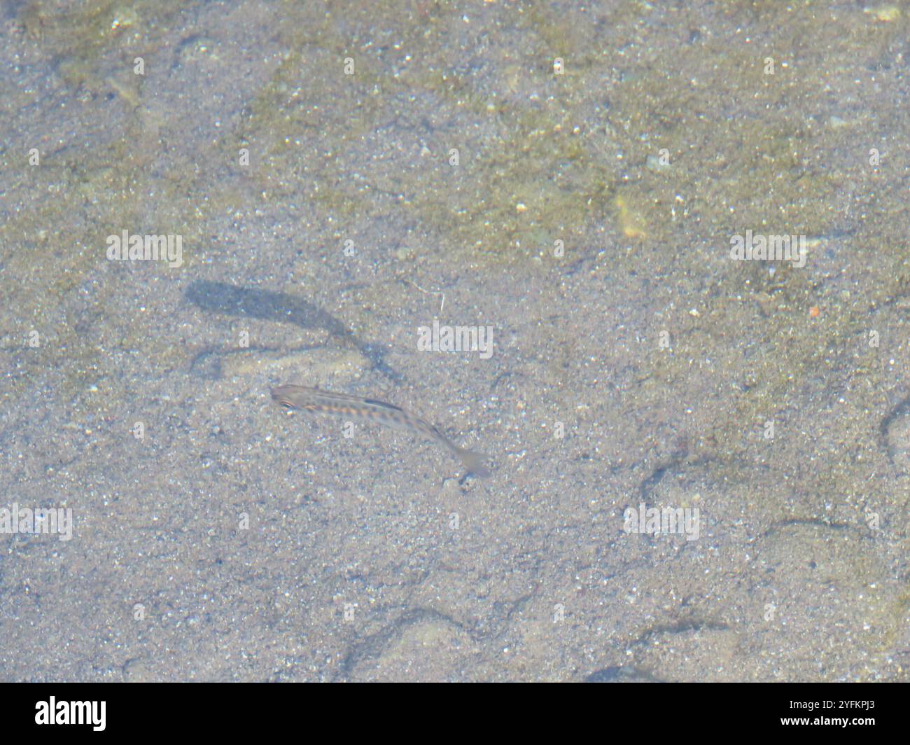 Pacific Salmons and Trouts (Oncorhynchus Stock Photo - Alamy