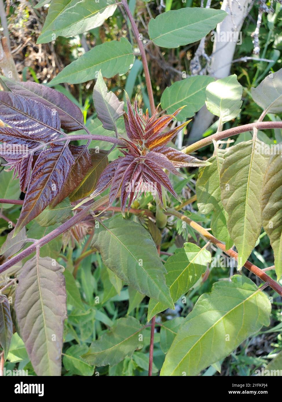 tree-of-heaven (Ailanthus altissima Stock Photo - Alamy