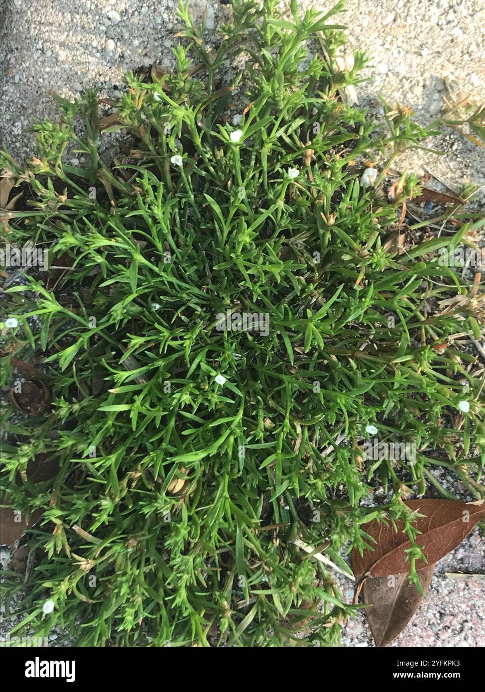 Rust Weed (Polypremum procumbens Stock Photo - Alamy