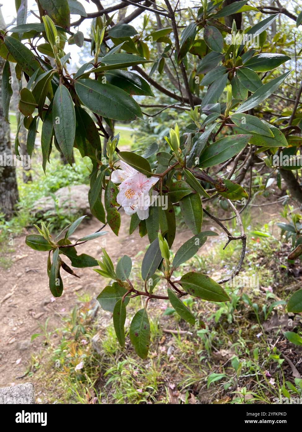 Carolina Rhododendron (Rhododendron carolinianum Stock Photo - Alamy