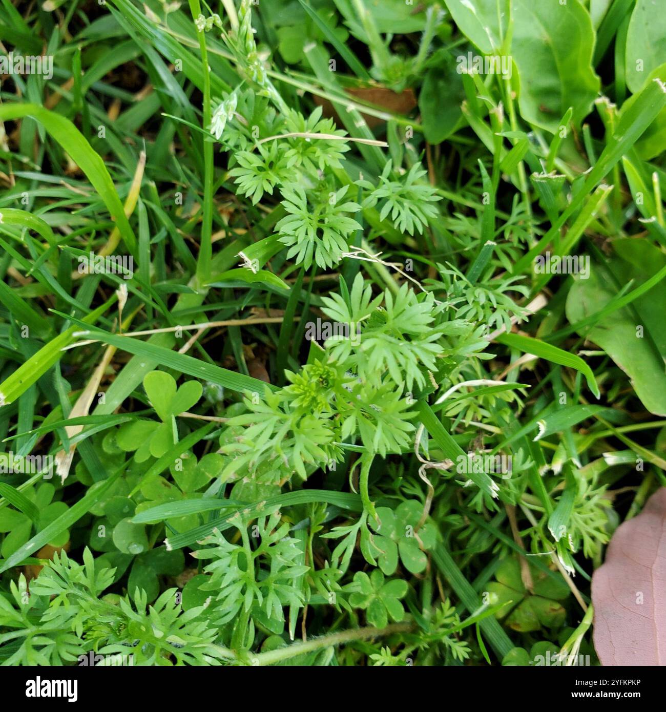 Soliva sessilis hi-res stock photography and images - Alamy