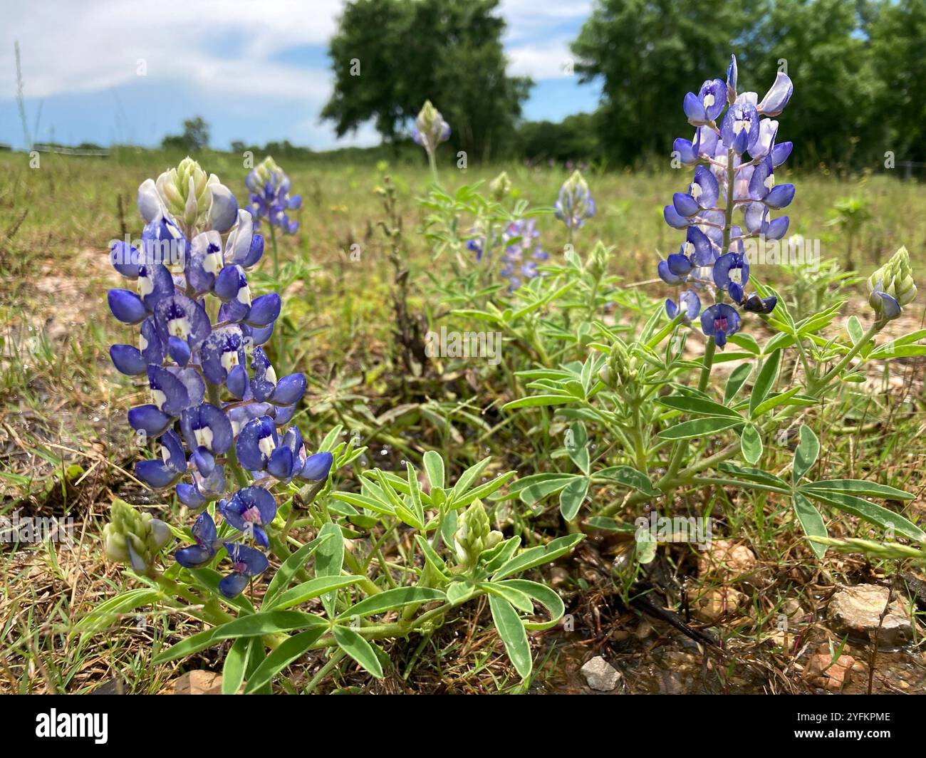 Texas bluebonnet (Lupinus texensis Stock Photo - Alamy