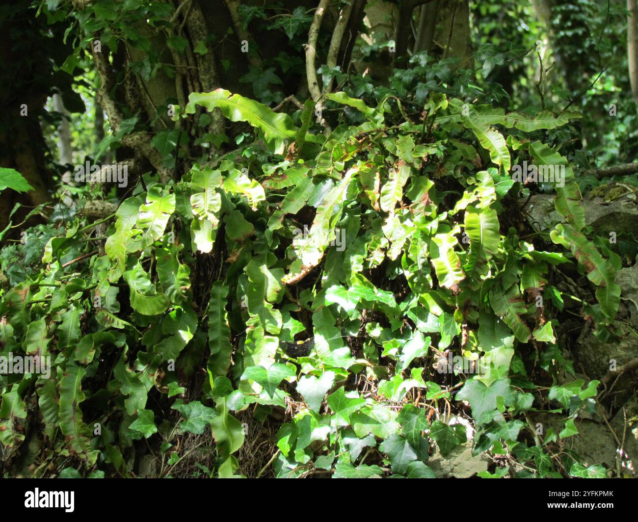 Hart's-tongue fern (Asplenium scolopendrium Stock Photo - Alamy