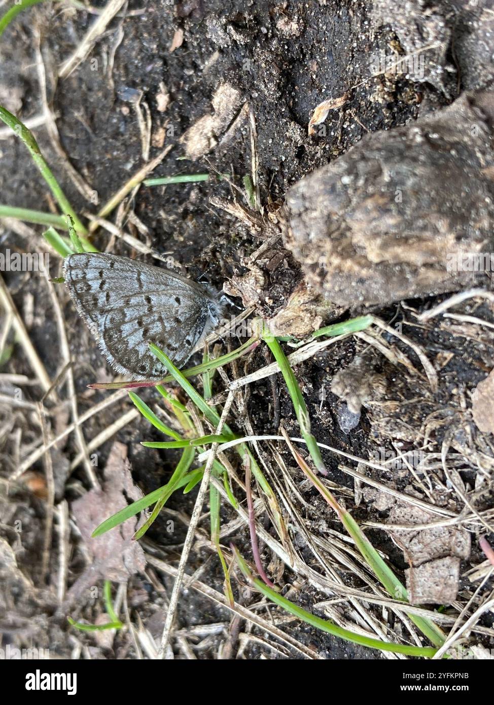 Northern Azure (Celastrina lucia Stock Photo - Alamy