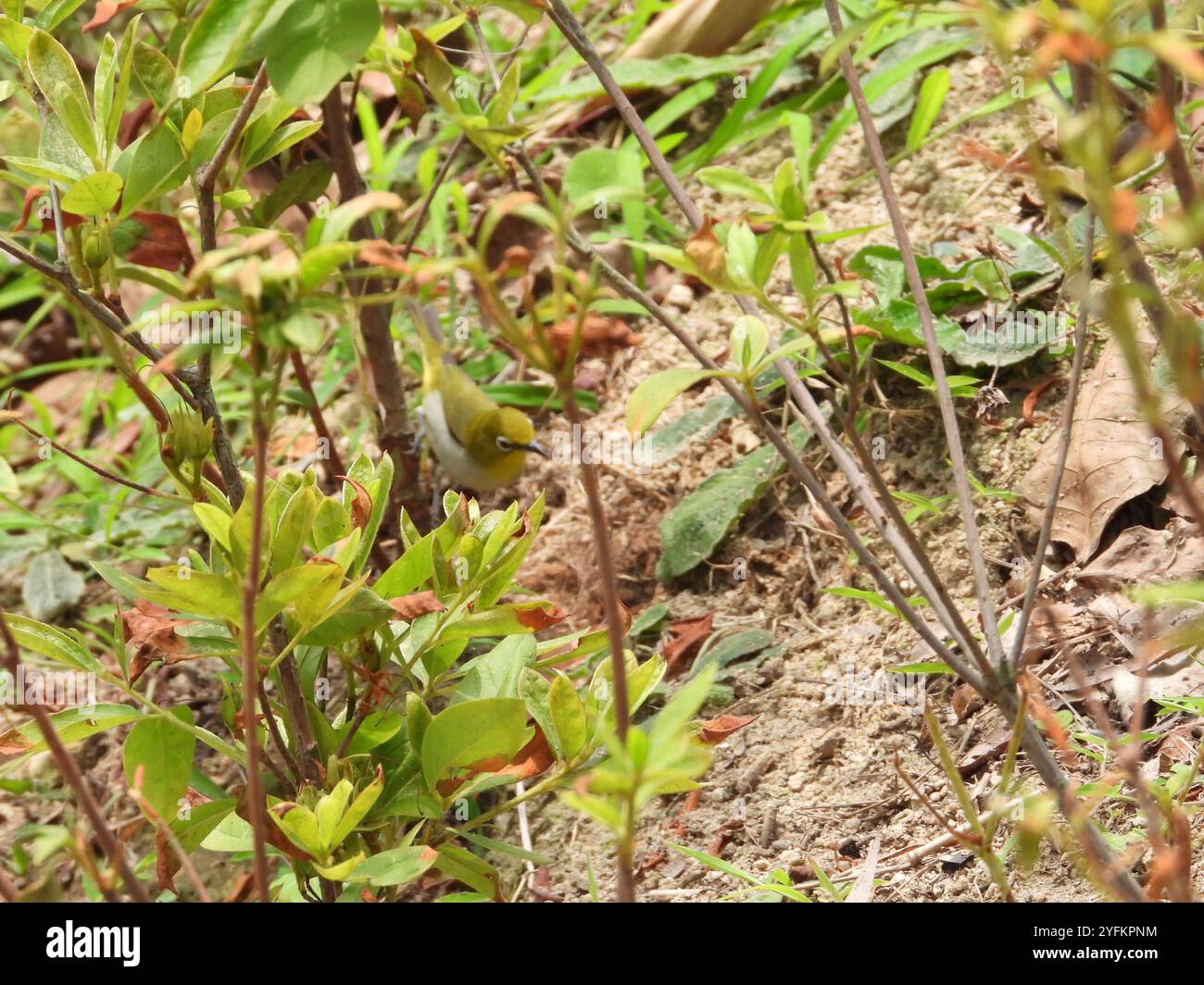 Swinhoe's White-eye (Zosterops simplex Stock Photo - Alamy