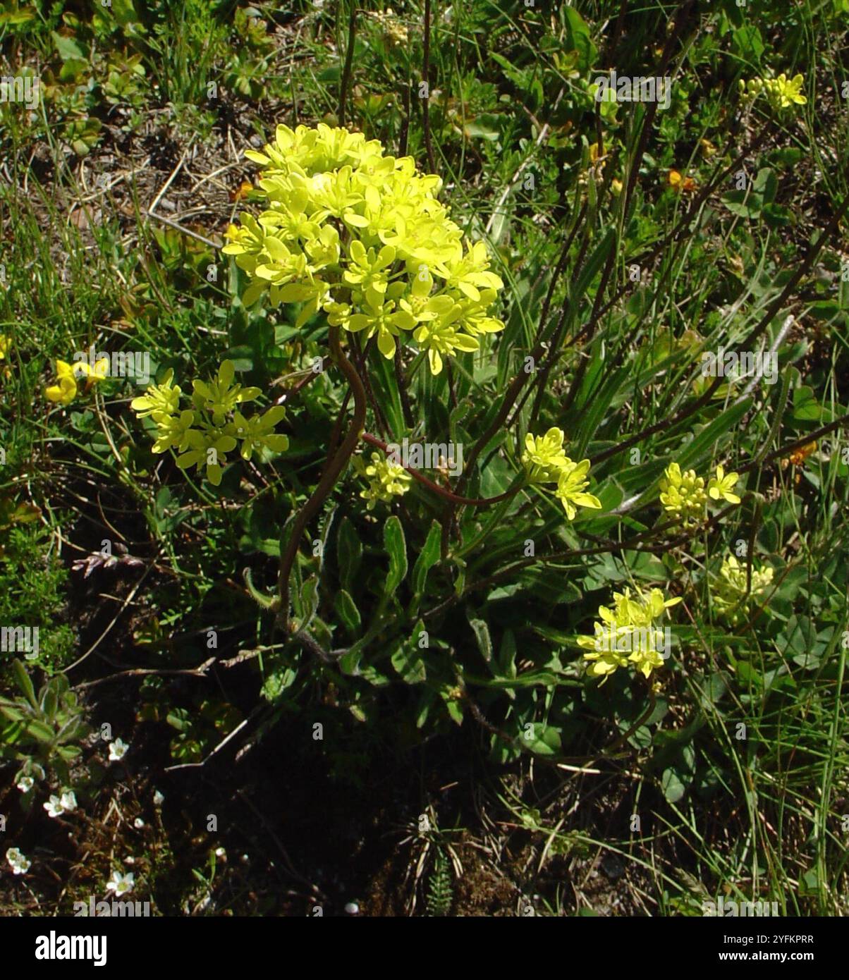 Common Buckler-mustard (Biscutella laevigata Stock Photo - Alamy