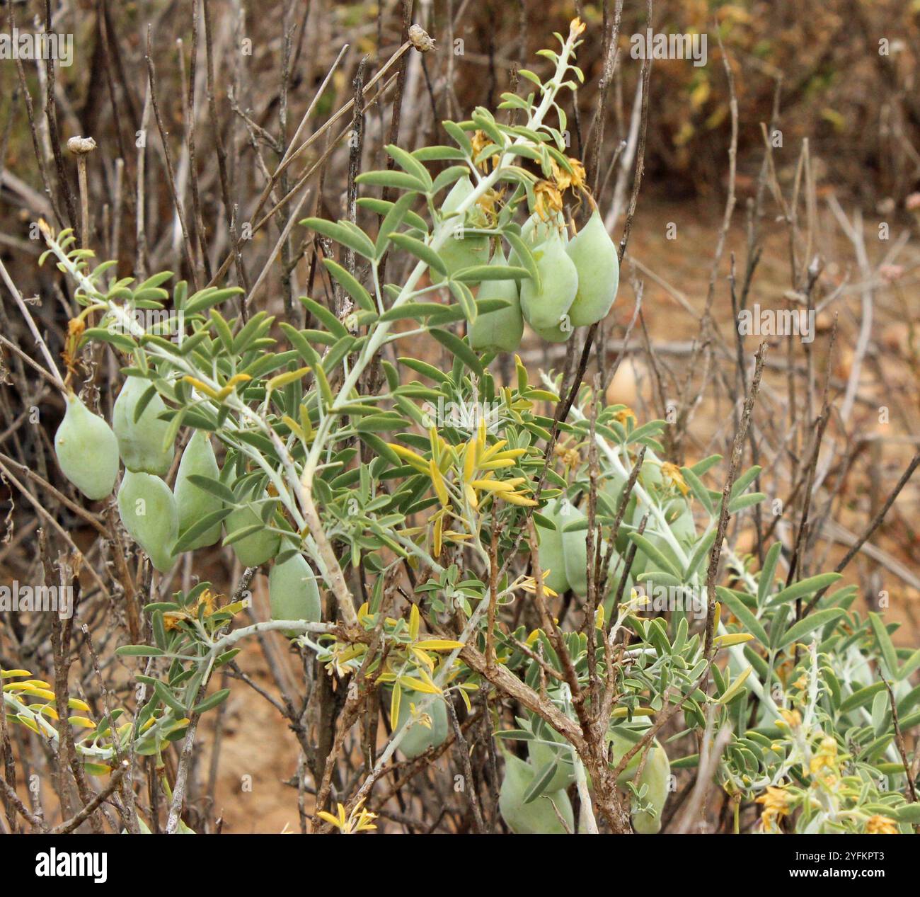 Bladderpod (Cleomella arborea Stock Photo - Alamy