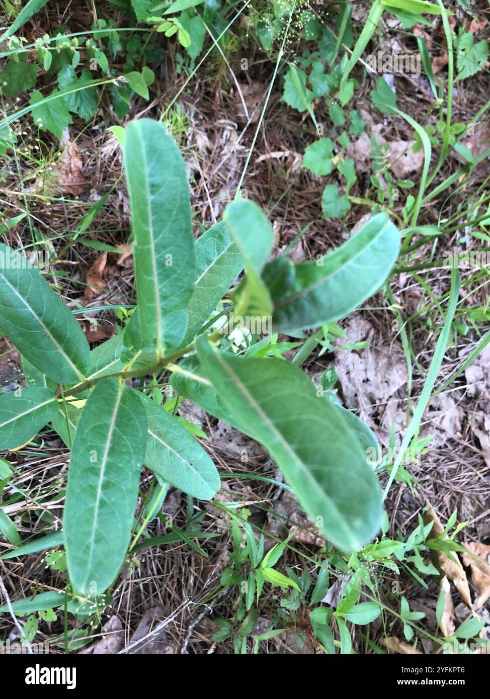 green comet milkweed (Asclepias viridiflora Stock Photo - Alamy